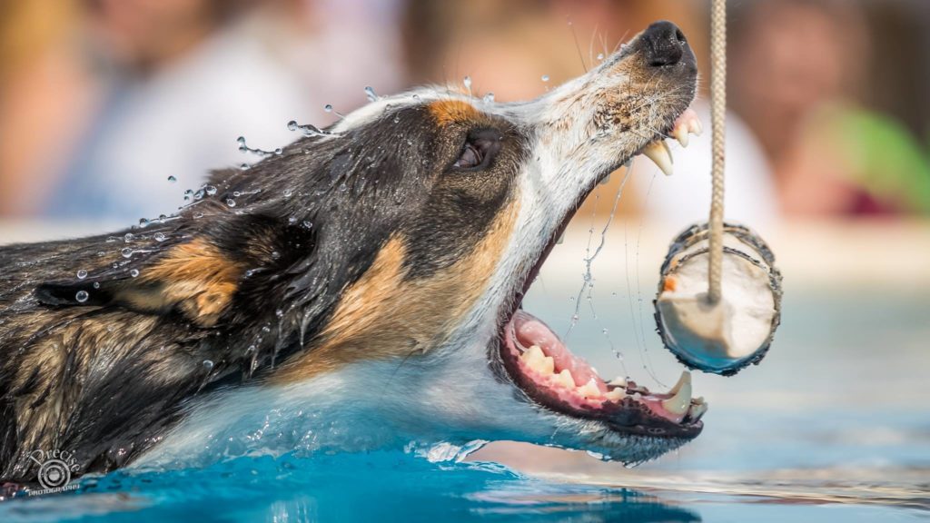 2019 DockDogs World Championships 20 Photos Over 20 year Winners – Dock ...