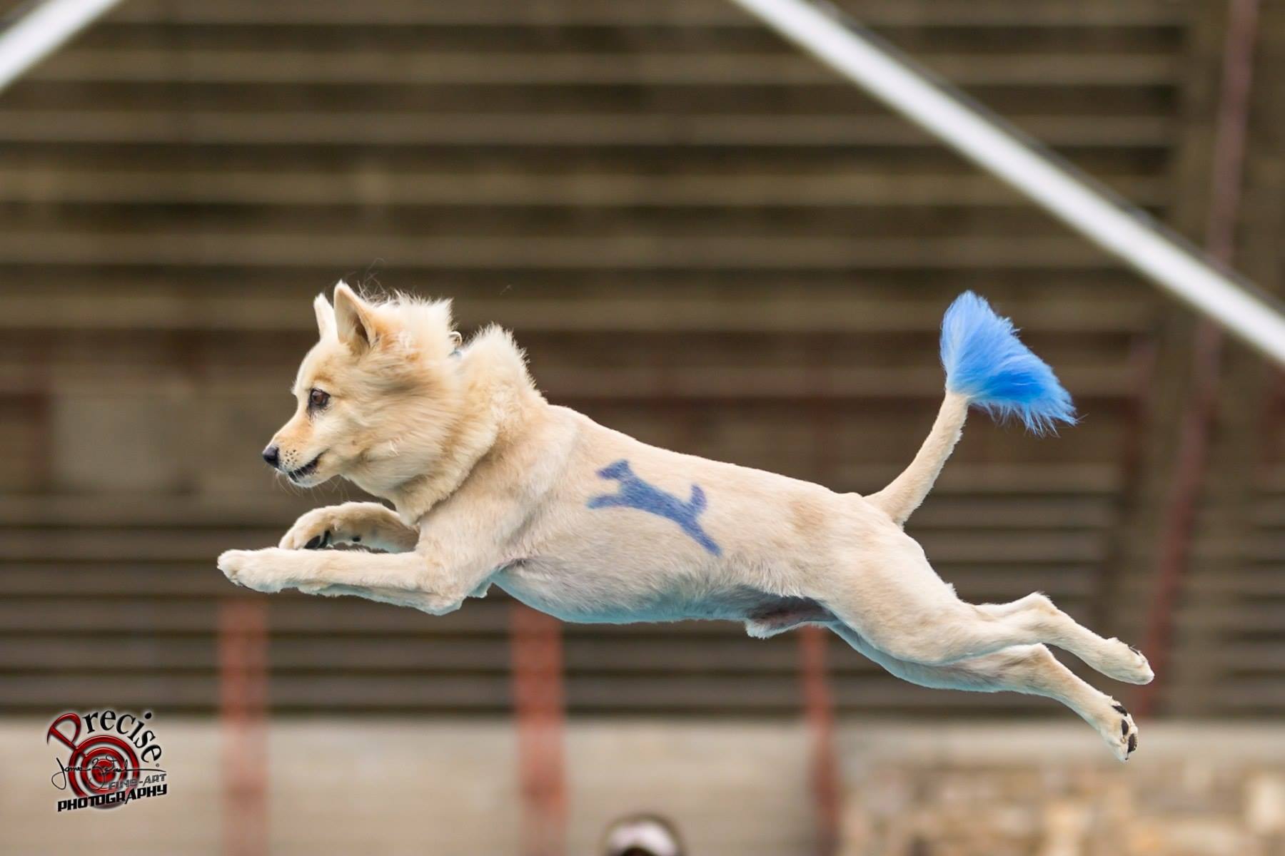 2019 DockDogs World Championships 20 Photos Over 20 year Winners – Dock ...