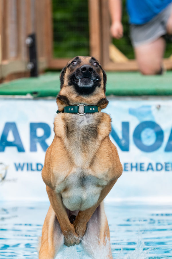 2019 DockDogs World Championships 20 Photos Over 20 year Winners – Dock ...